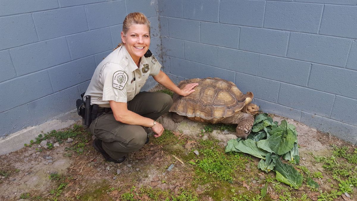 100-pound tortoise wanders Portsmouth streets, earns nickname "Mario ...
