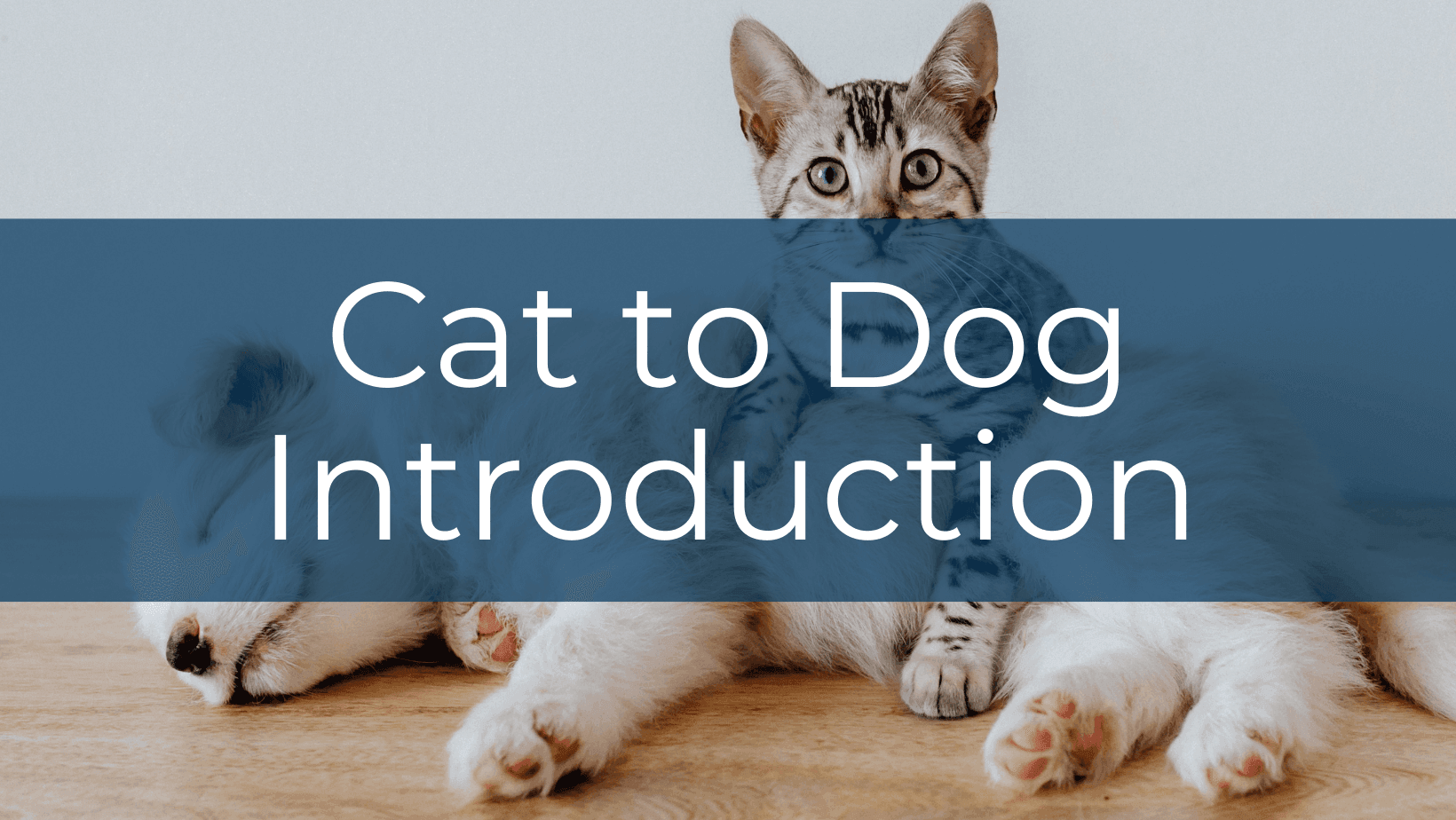 New Pet Tips | New Pet Resources by Portsmouth Humane